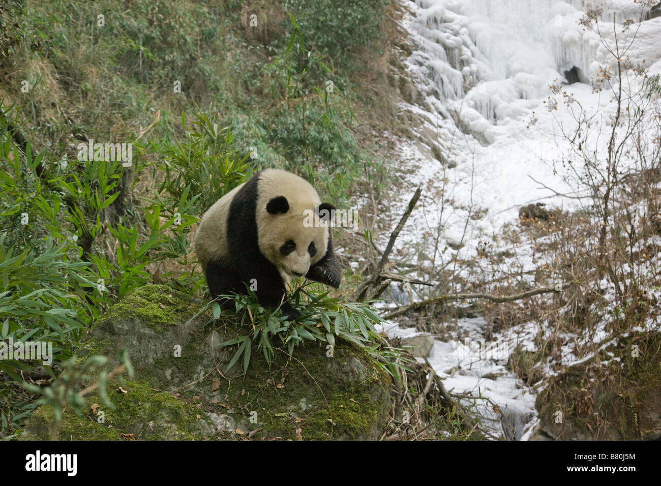 Giant panda by frozen waterfall Wolong Sichuan China Stock Photo - Alamy