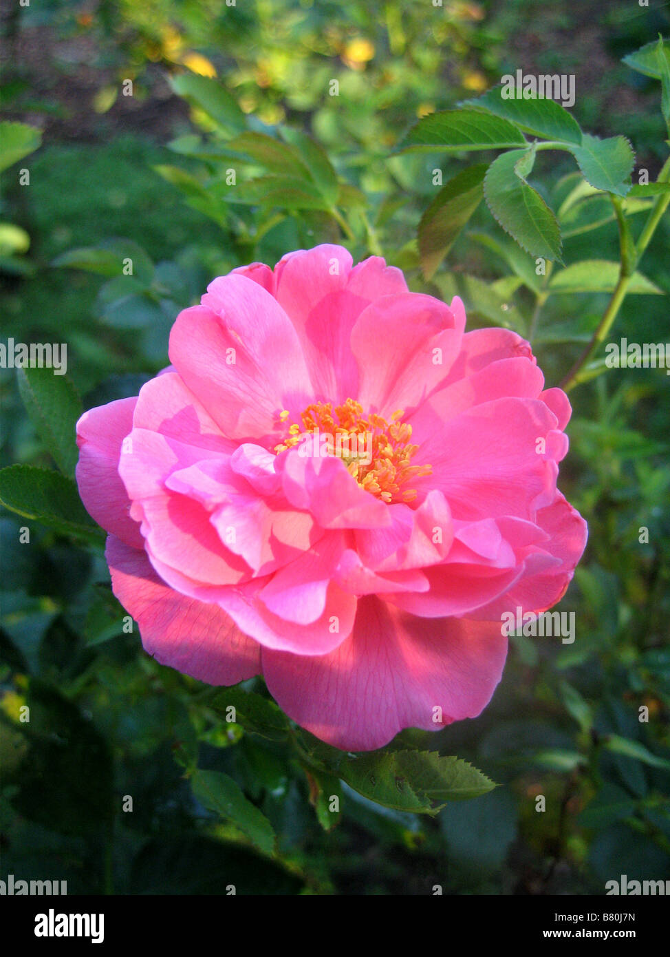 An unusual old fashioned 19th century shrub rose 'Prairie dawn' Stock ...