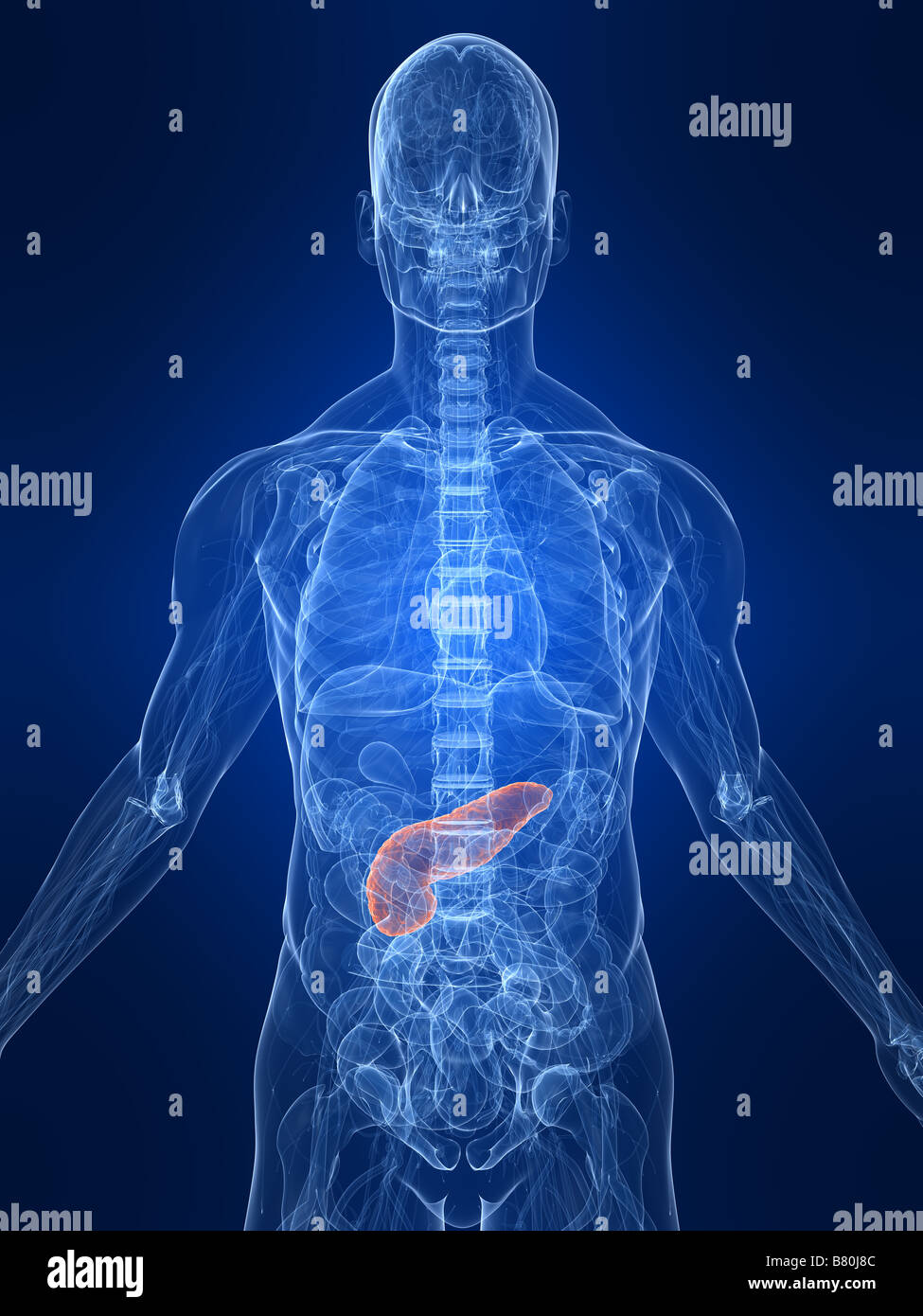 Pancreas 3d hi-res stock photography and images - Alamy