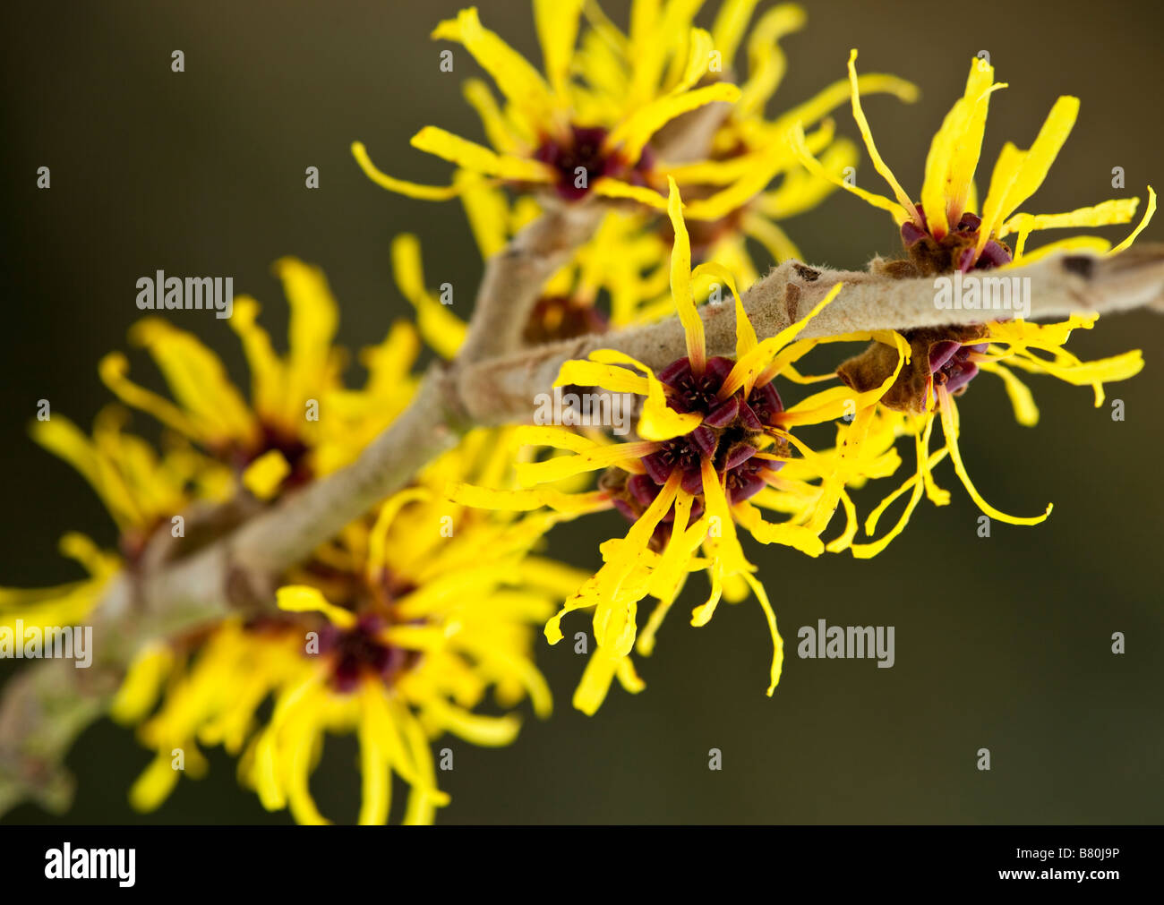Closeup of Witch Hazel Flowers, Hamamelis Stock Photo - Alamy