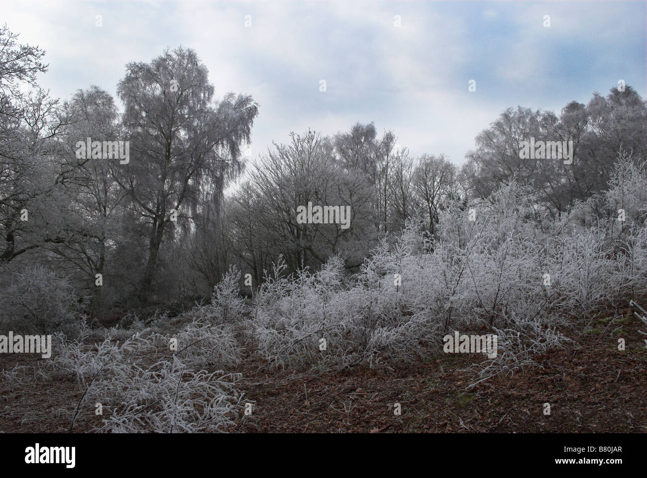 Hoar frost in West Sussex Stock Photo - Alamy