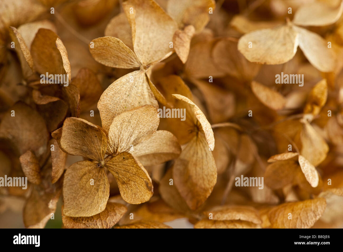 Closeup of Dead Mop Head flowers Stock Photo - Alamy