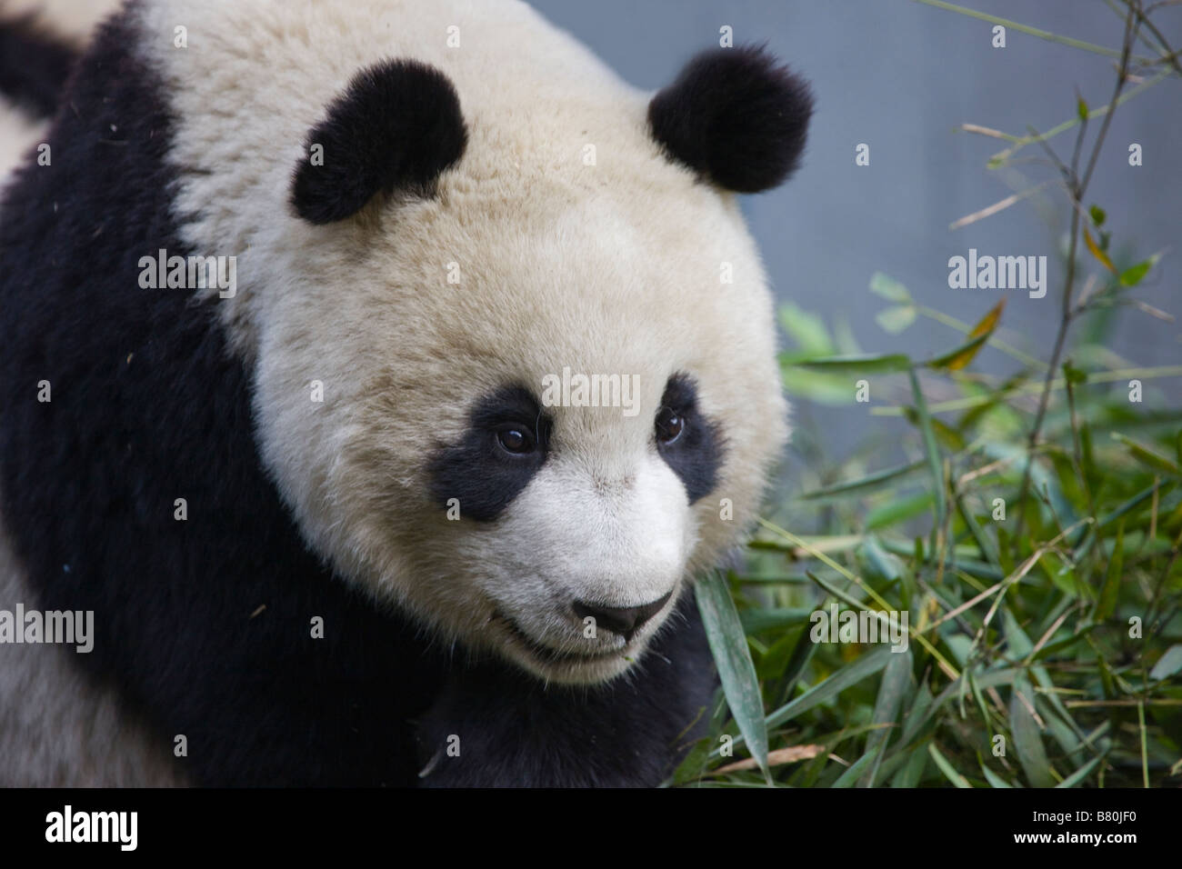 Giant panda Wolong Sichuan China Stock Photo - Alamy