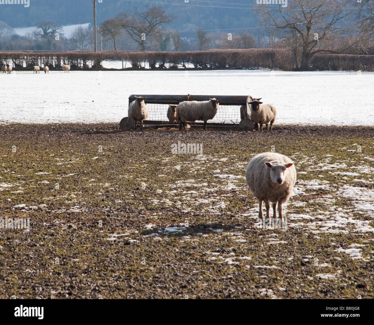 Sheep in frozen field hi-res stock photography and images - Alamy