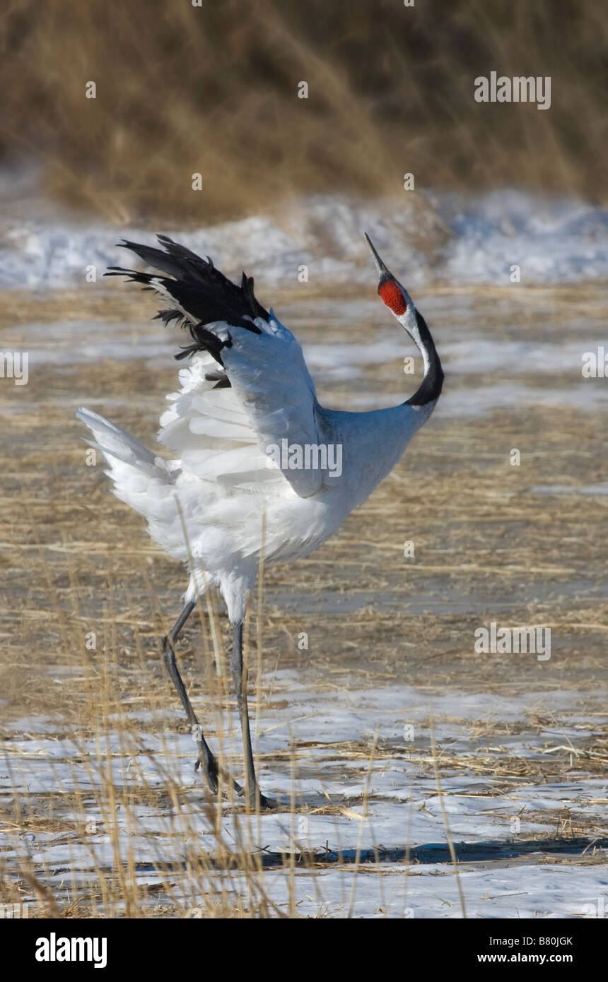 Red crowned crane china wetland hi-res stock photography and images - Alamy