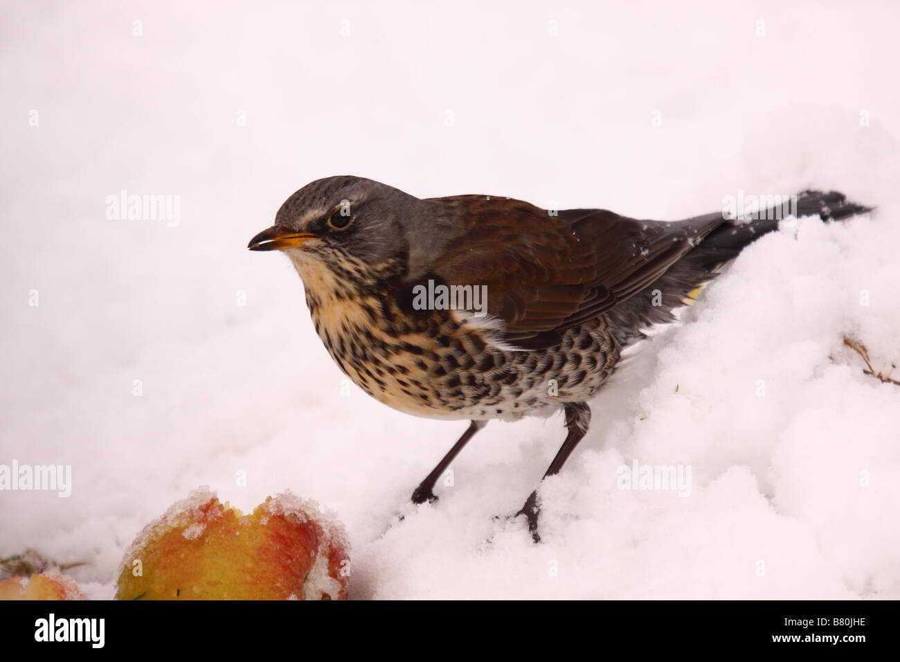 Fieldfare flock hi-res stock photography and images - Alamy