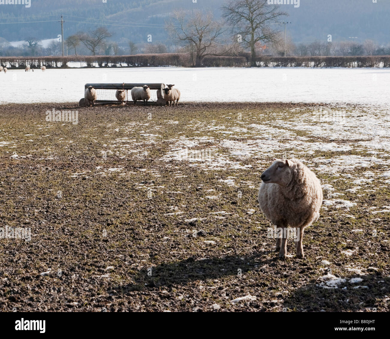 Sheep in frozen field hi-res stock photography and images - Alamy