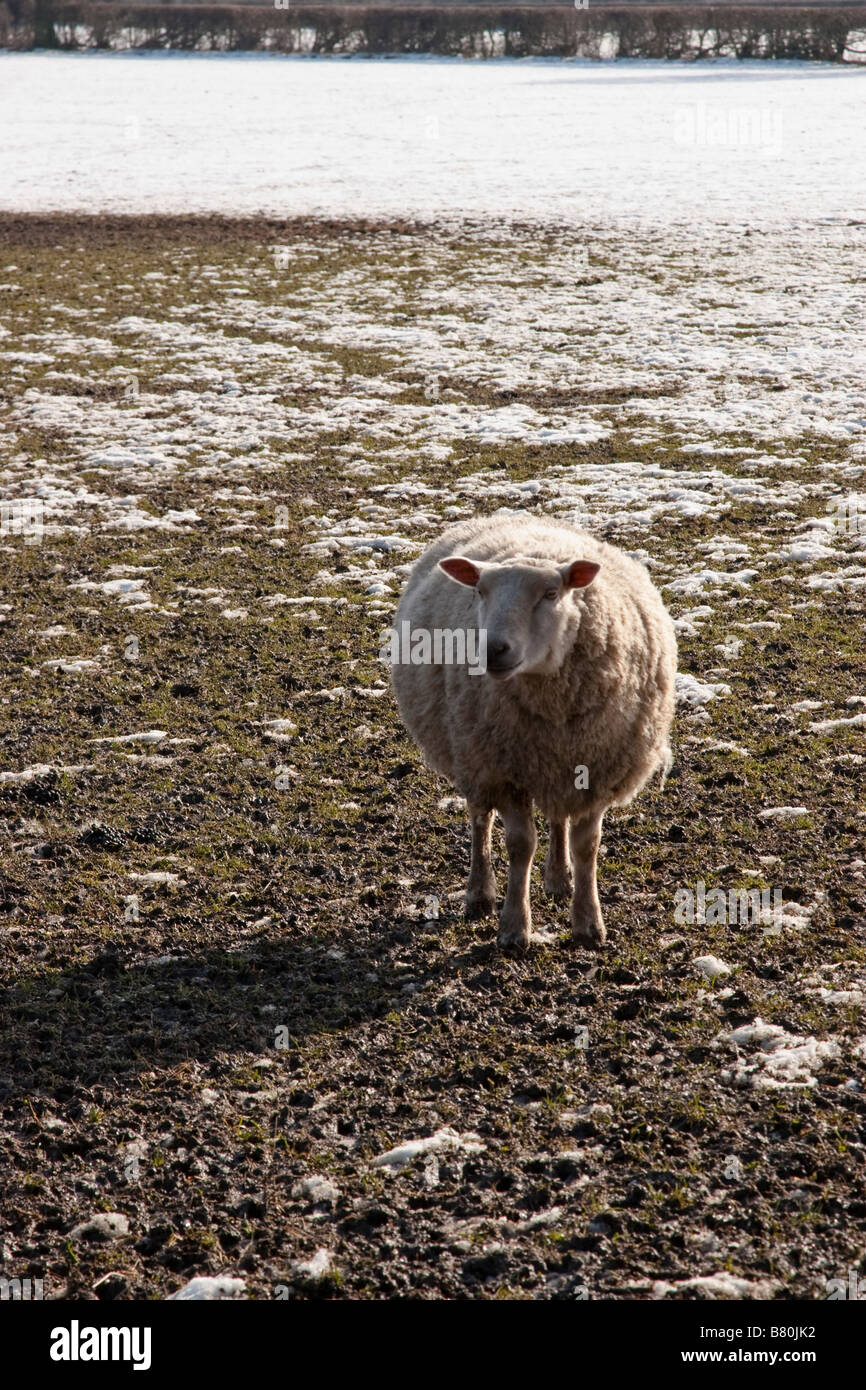 Single sheep in frozen field Stock Photo - Alamy