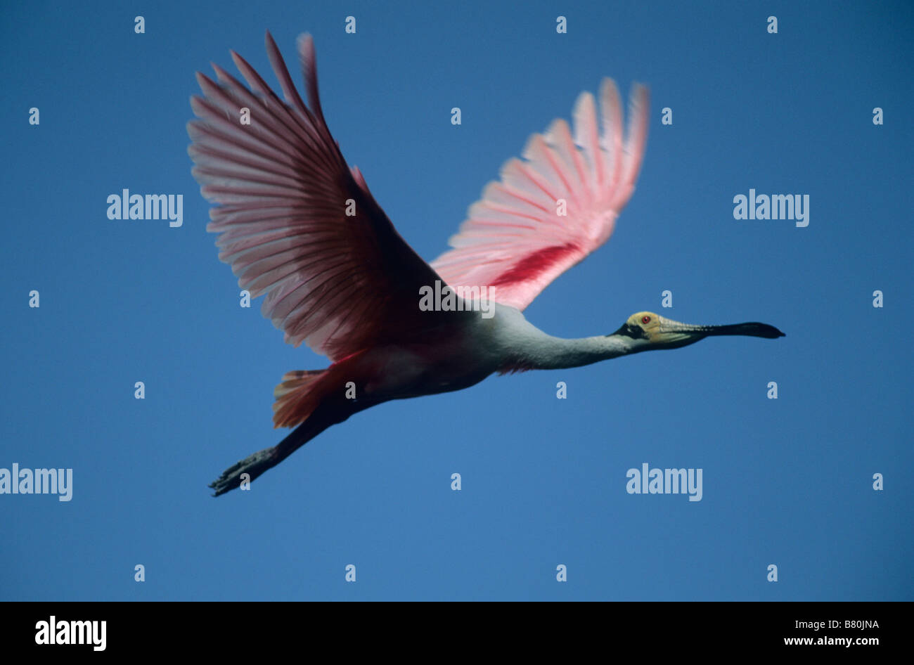 Roseate Spoonbill (Ajaia ajaja) in flight, Palo Verde National Park ...