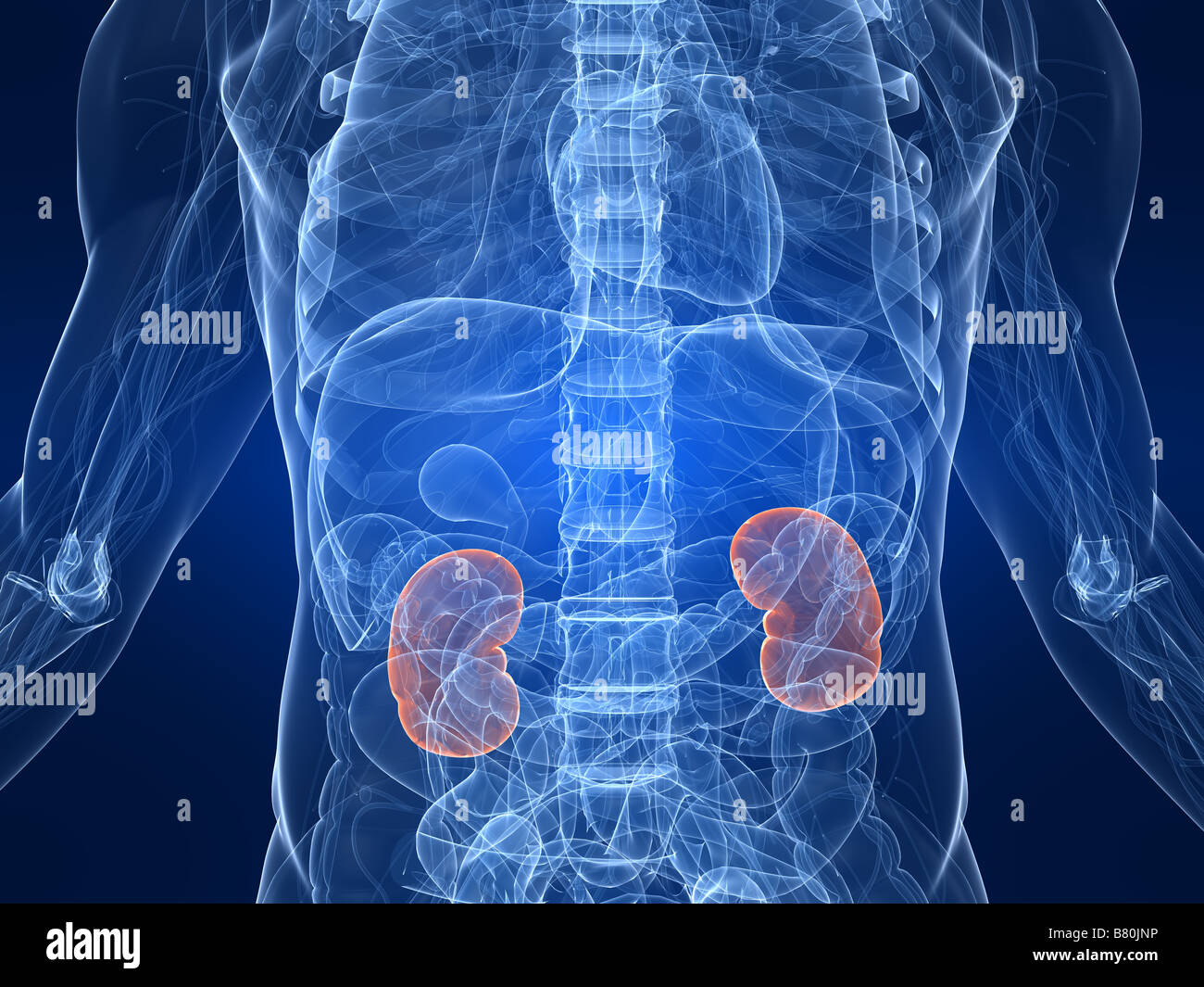Kidneys medical illustration hi-res stock photography and images - Alamy