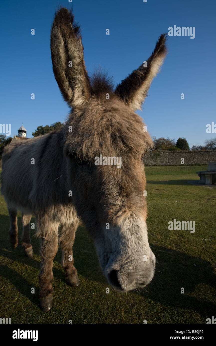 Donkey in the early morning in the New Forest Stock Photo - Alamy