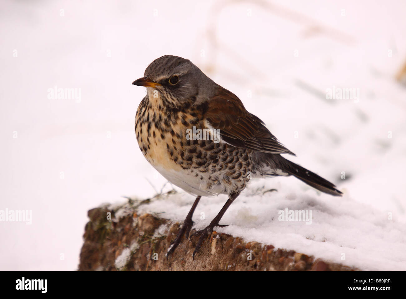 Fieldfare turdus pilaris flock hi-res stock photography and images - Alamy