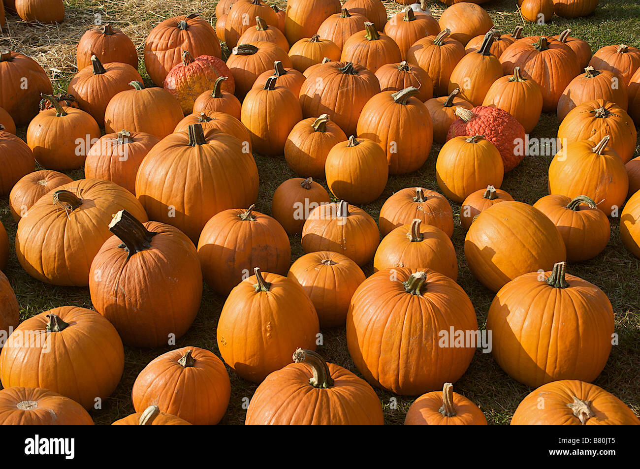 American fesitval hi-res stock photography and images - Alamy