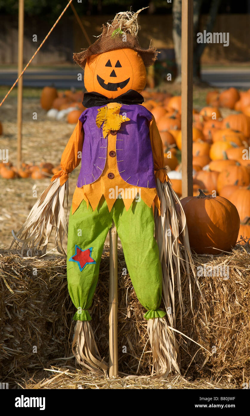 Scarecrow in pumpkin patch hi-res stock photography and images - Alamy