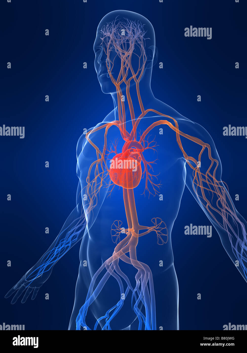 Human heart x ray hi-res stock photography and images - Alamy
