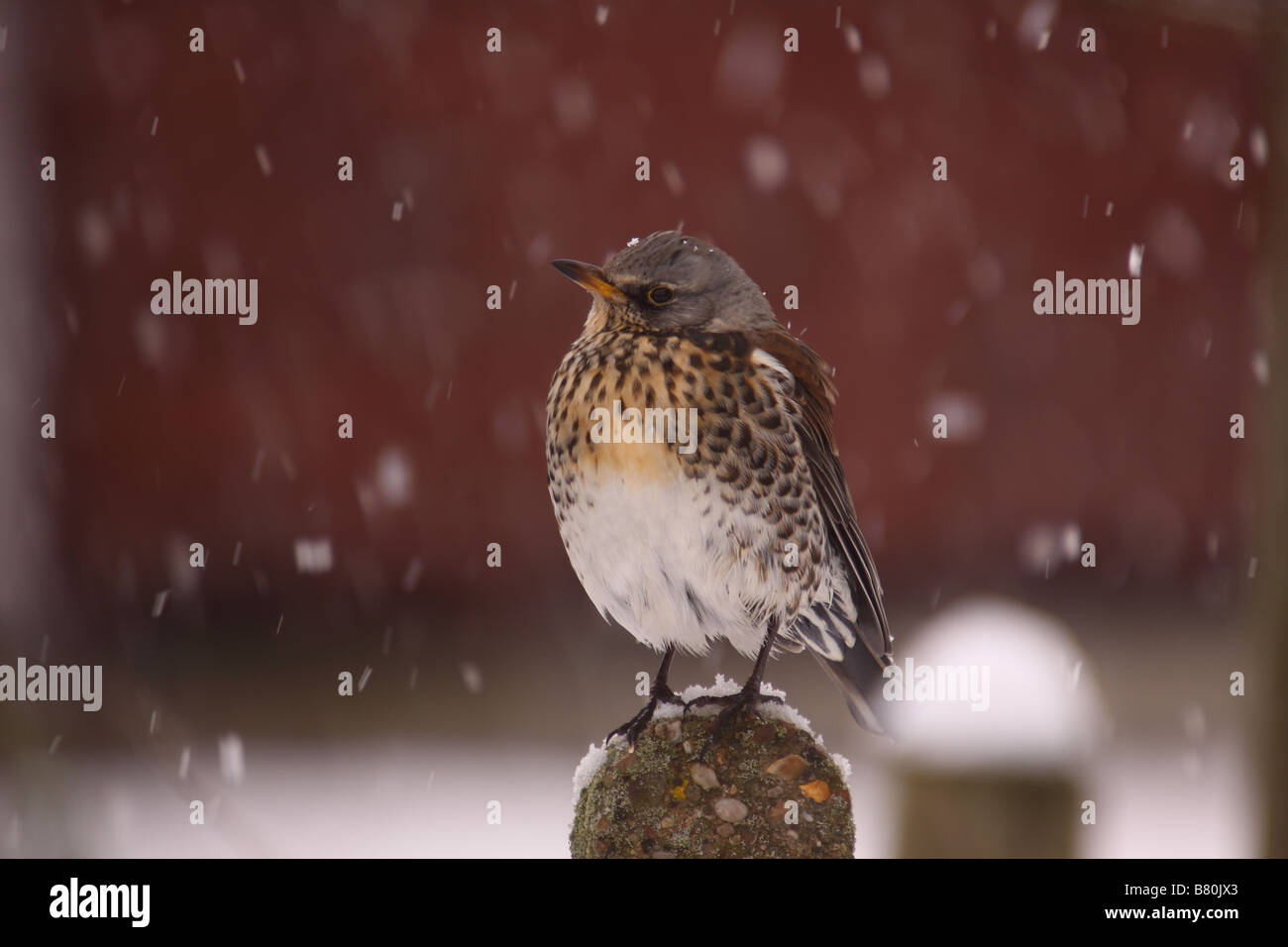 Fieldfare flock hi-res stock photography and images - Alamy