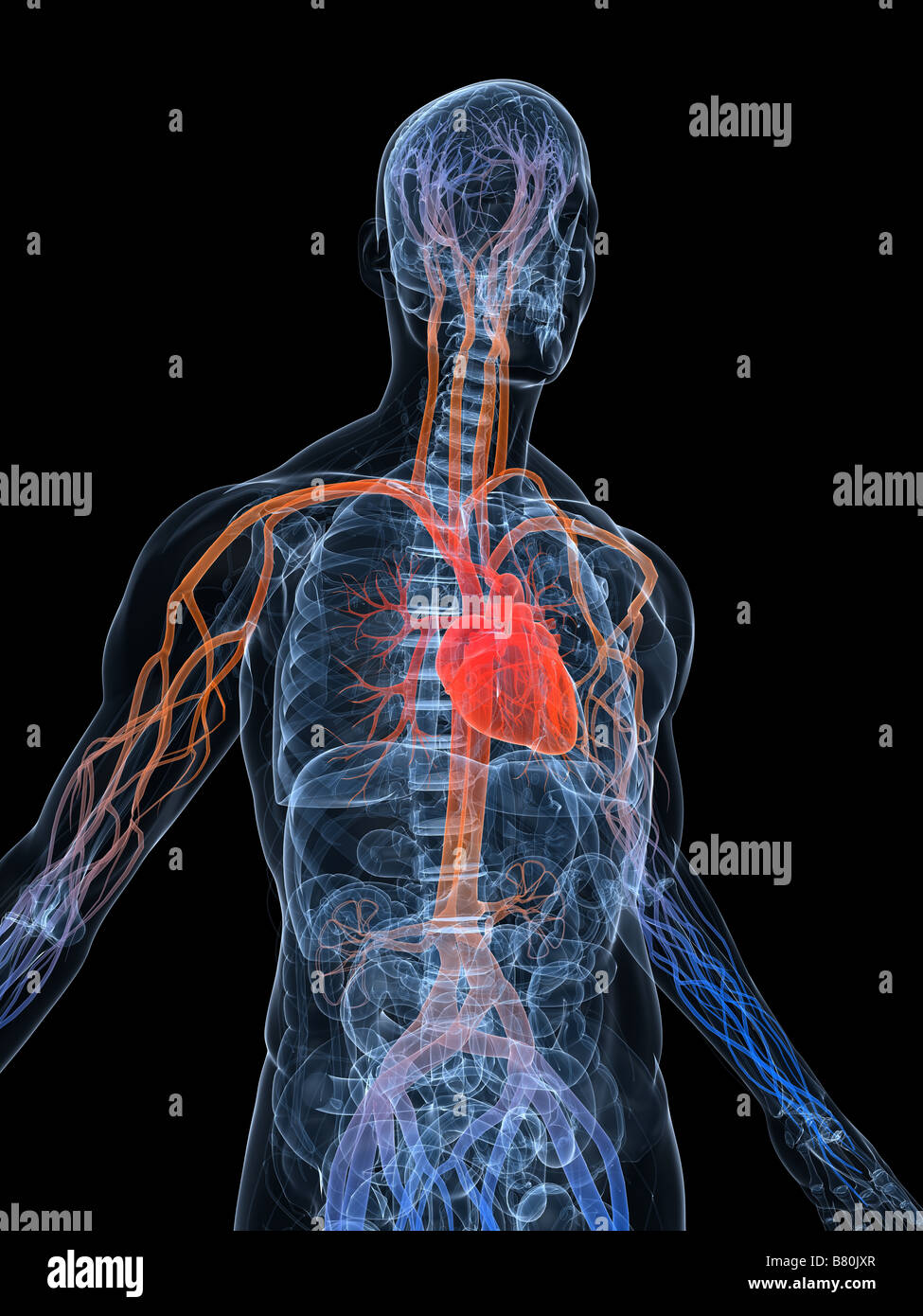 Vein system hi-res stock photography and images - Alamy