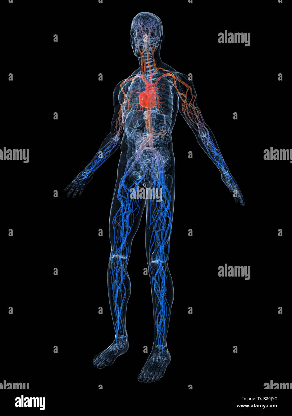 Heart vascular hi-res stock photography and images - Alamy