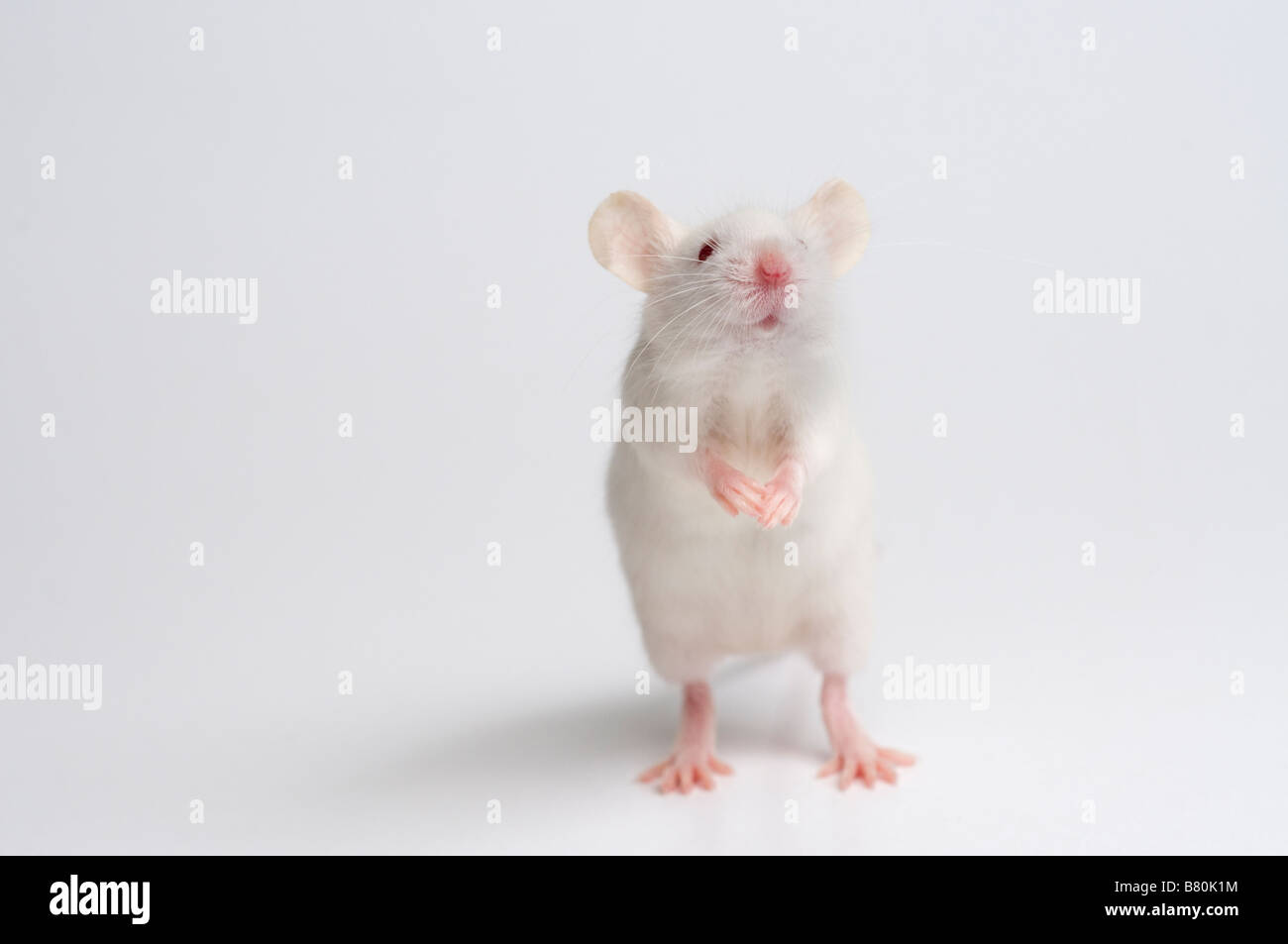 White Mouse Animal