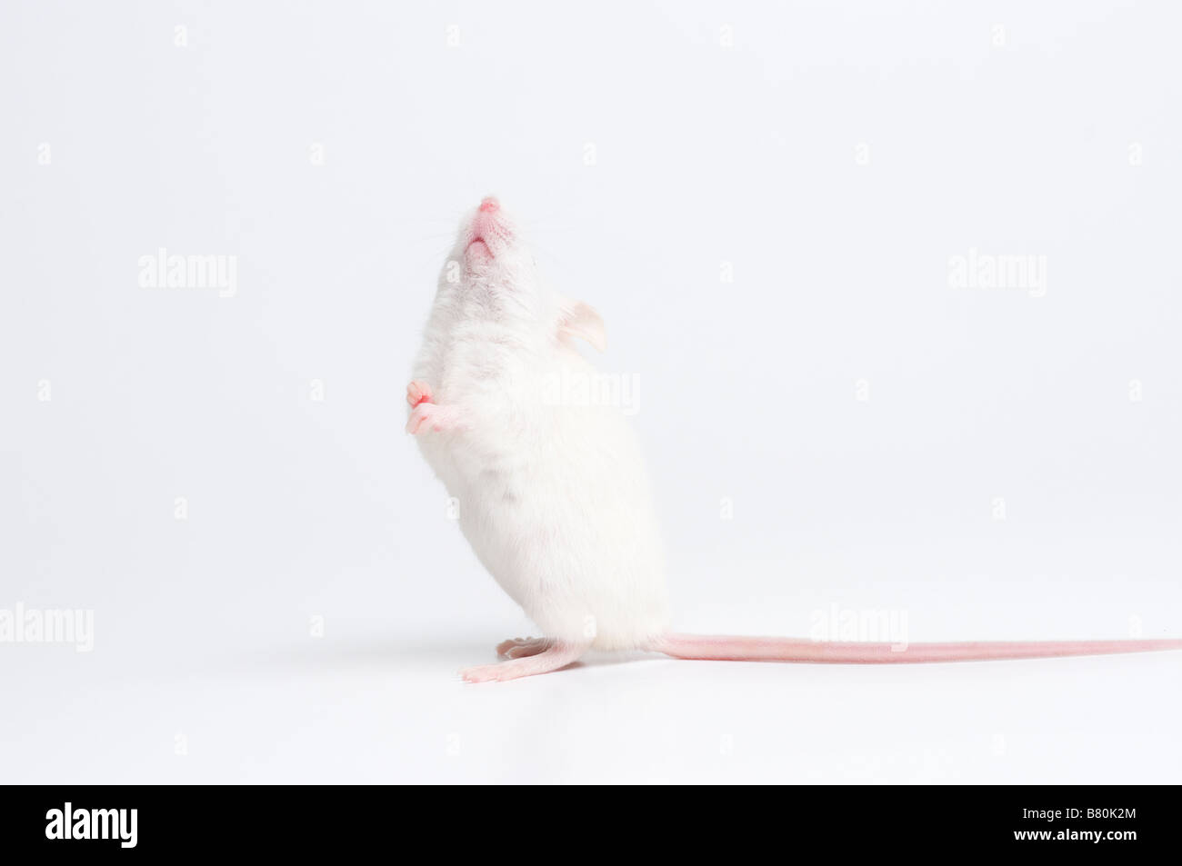 Mus musculus white hi-res stock photography and images - Alamy