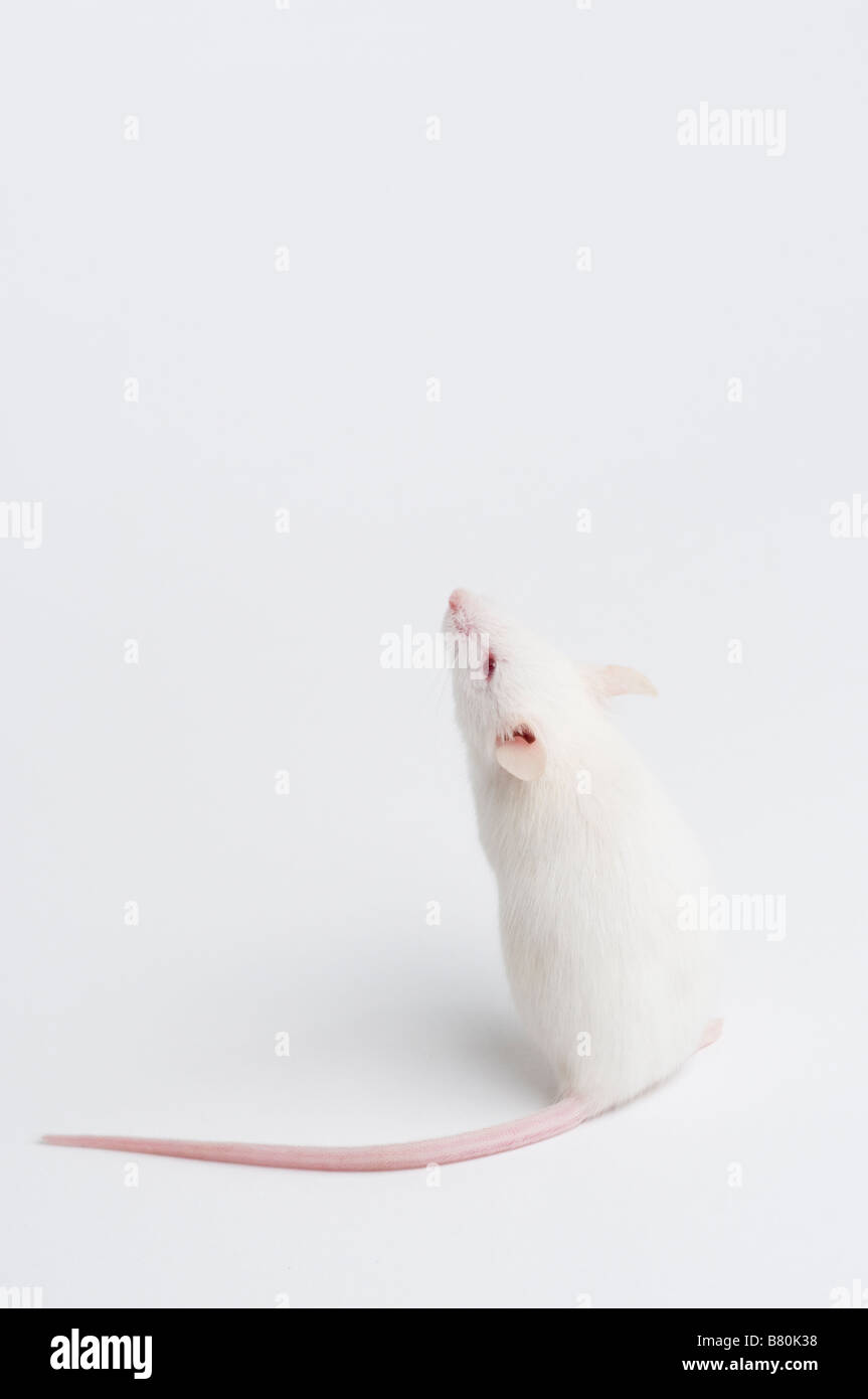 White mice hi-res stock photography and images - Alamy
