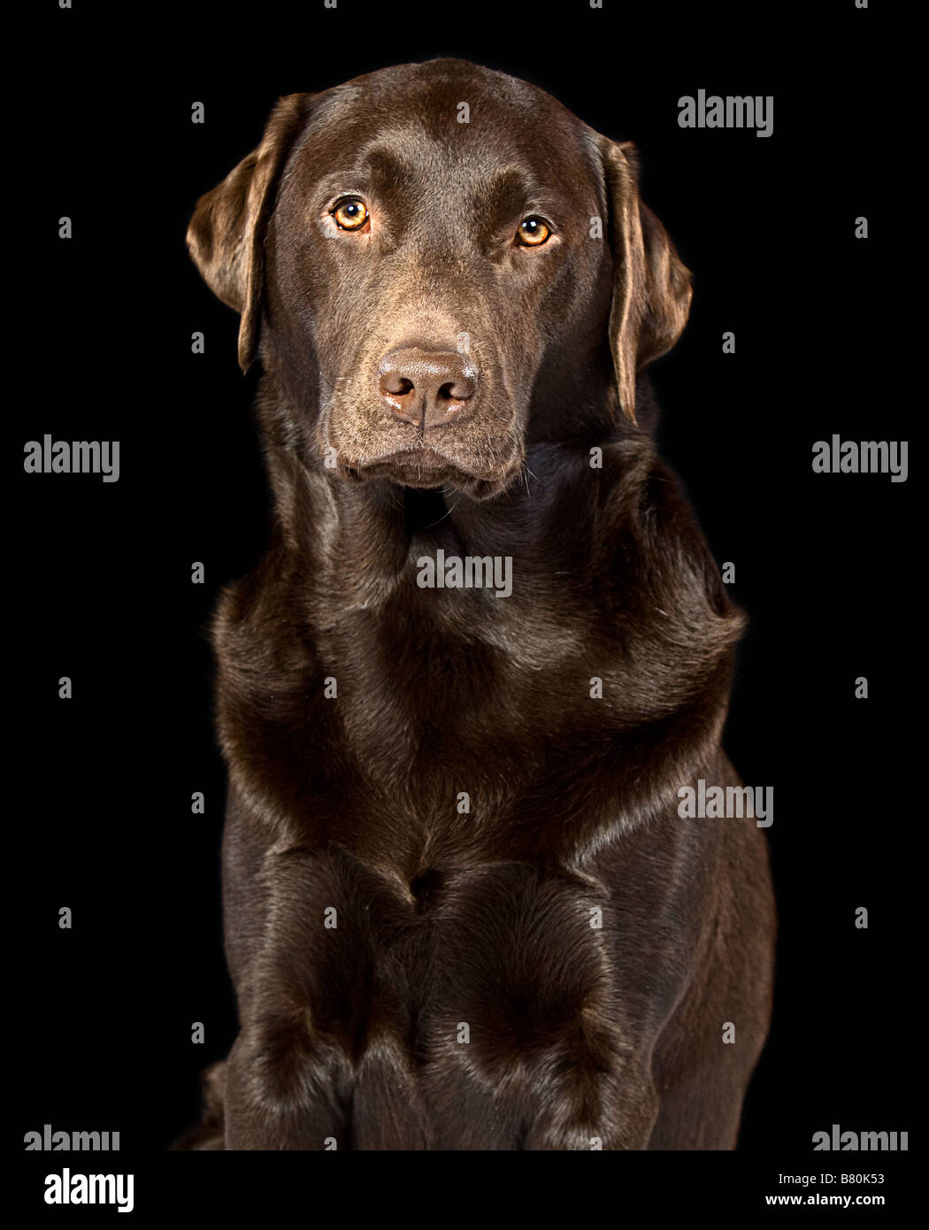Handsome Chocolate Labrador against Black Background Stock Photo - Alamy