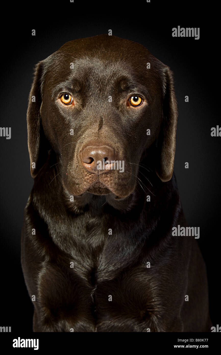 Handsome Chocolate Labrador against Black Background Stock Photo - Alamy