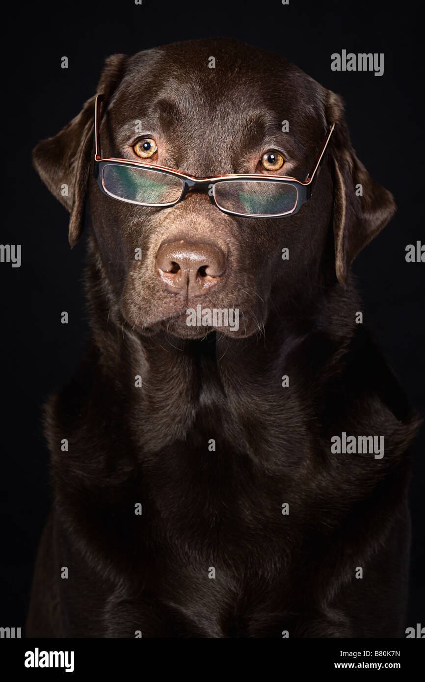 The Clever Dog Lab High Resolution Stock Photography and Images - Alamy