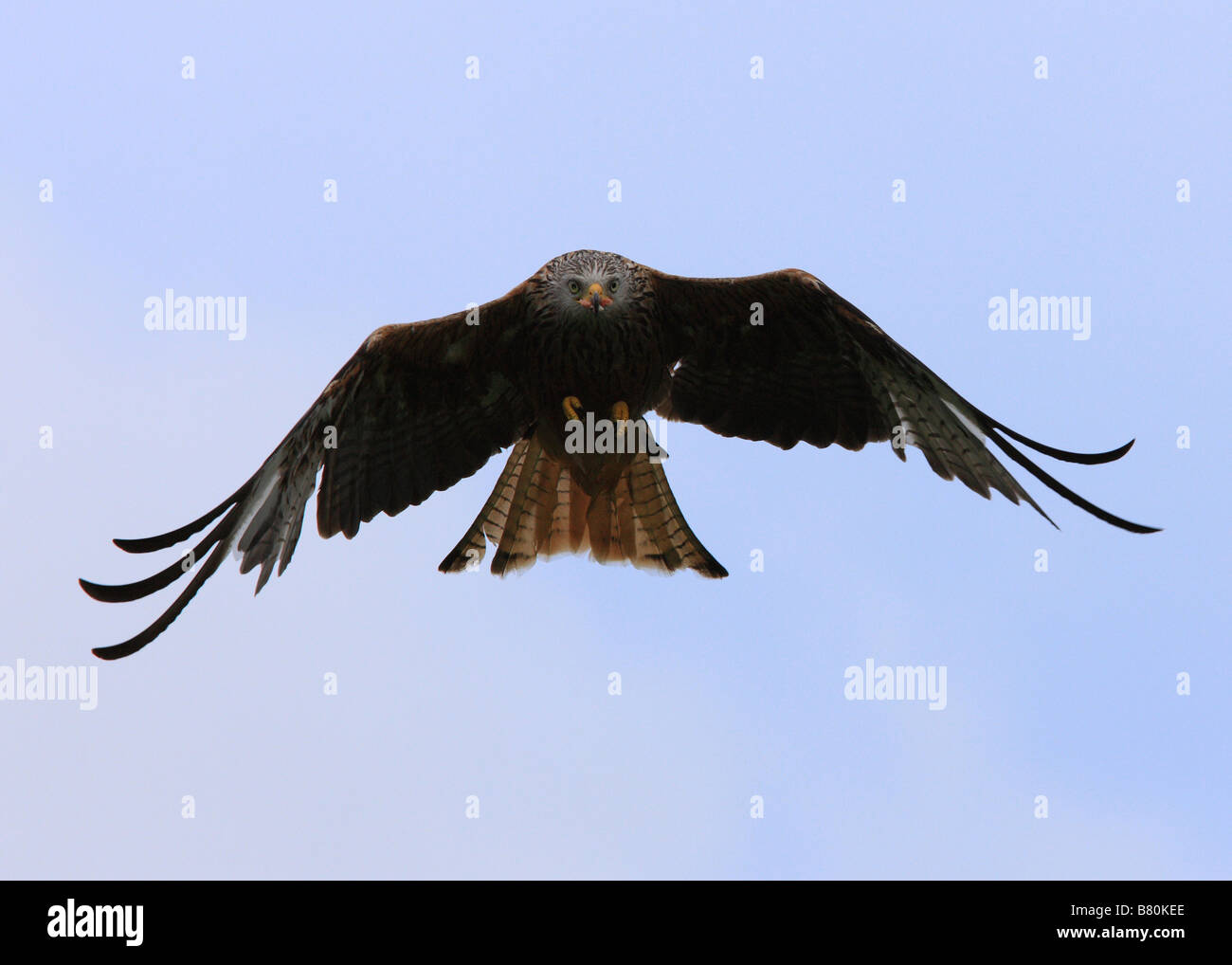 Bird with forked tail hi-res stock photography and images - Alamy