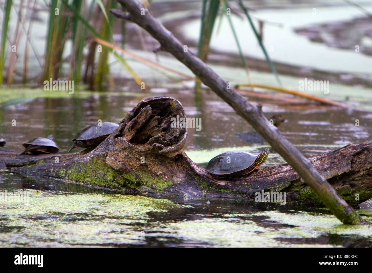 Eastern painted turtles hi-res stock photography and images - Alamy