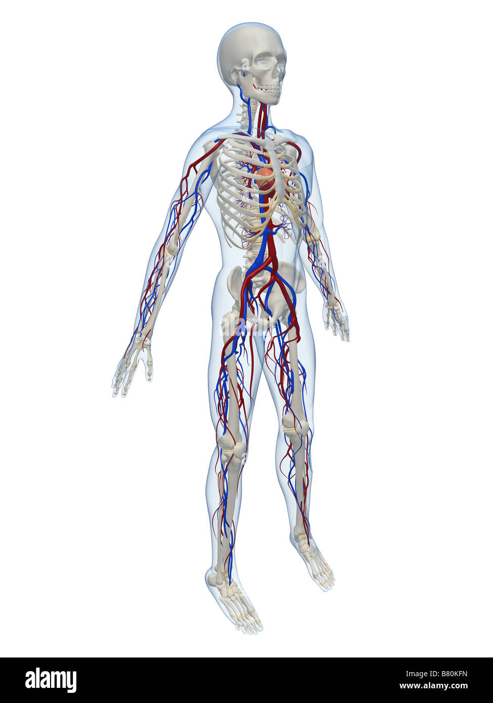 Vascular care hi-res stock photography and images - Alamy