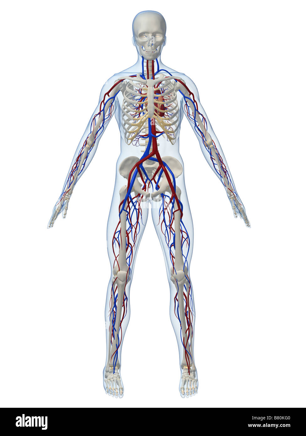 Vascular Care Stock Photos & Vascular Care Stock Images - Alamy