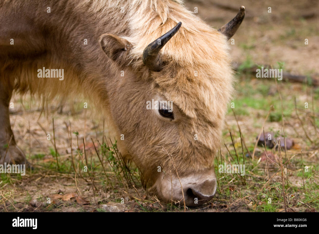 Cute buffalo hi-res stock photography and images - Alamy