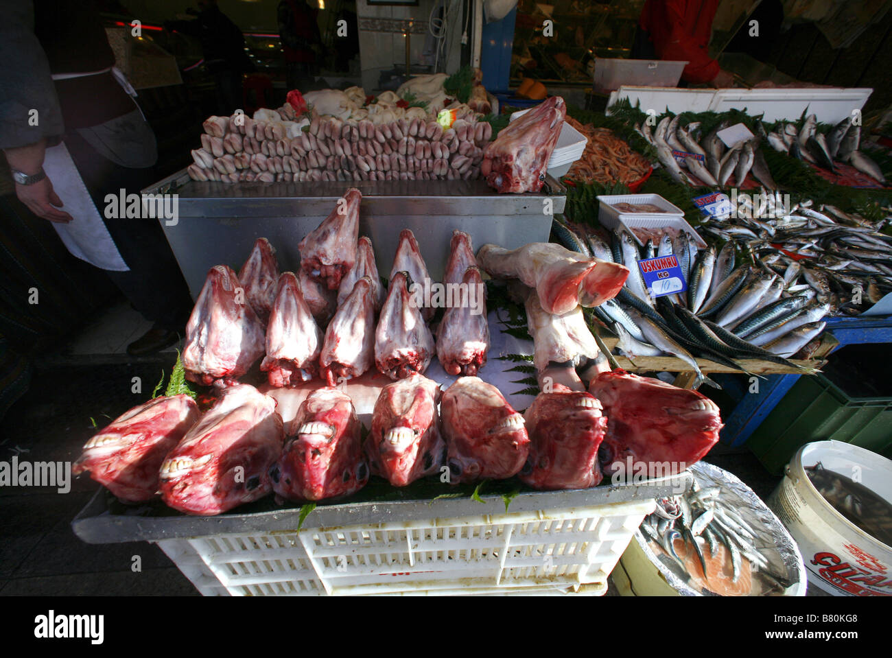 Sheeps heads hi-res stock photography and images - Alamy