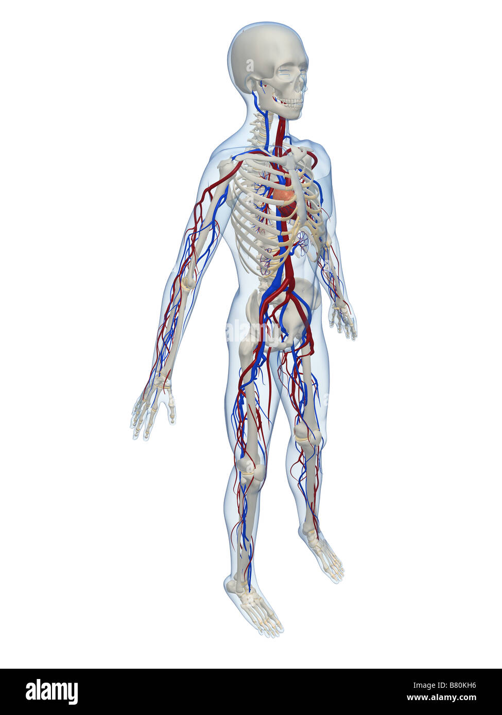 Vascular Care Stock Photos & Vascular Care Stock Images - Alamy