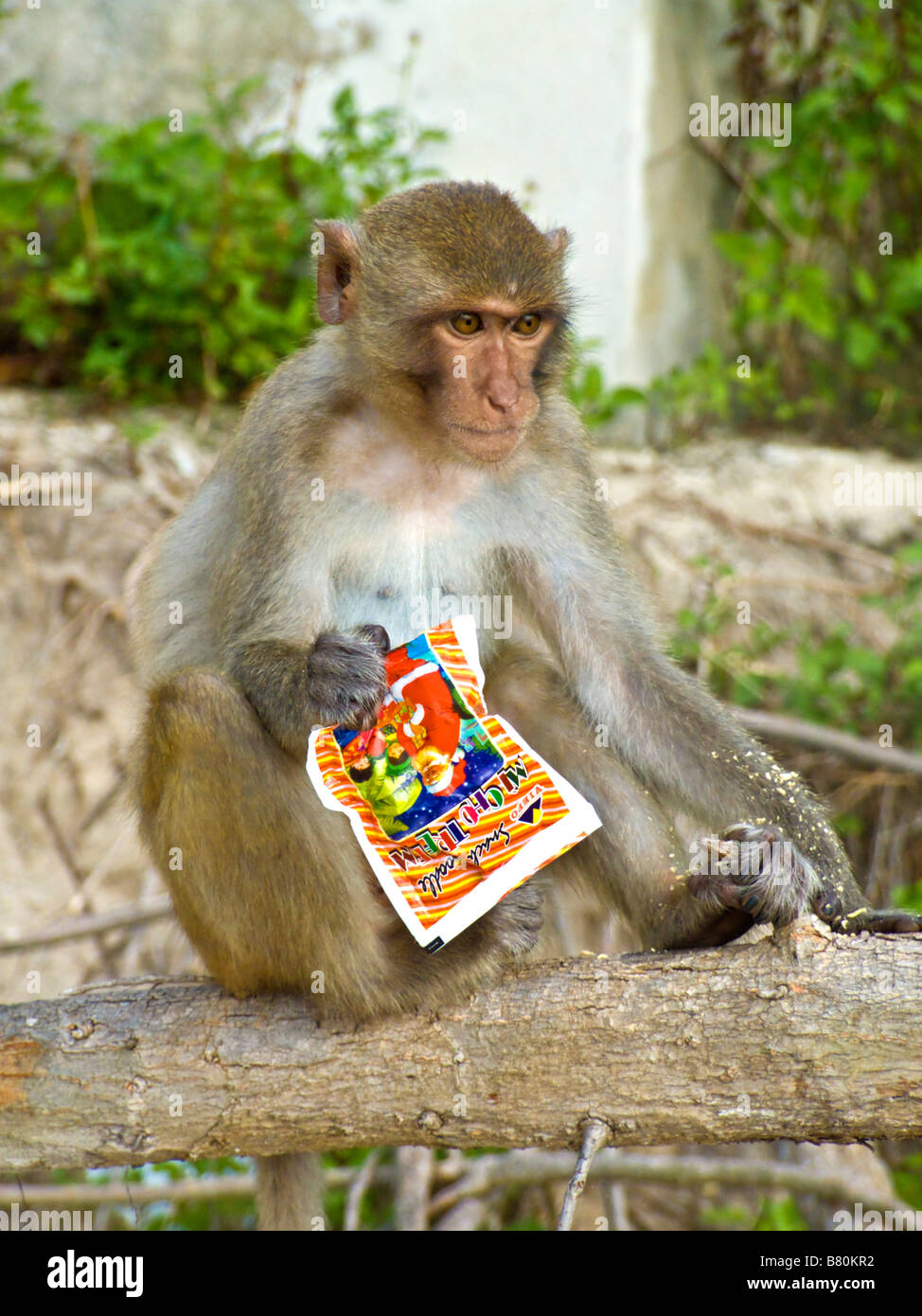 Red Faced Long Tailed Macaque Monkey holding food packaging Monkey ...