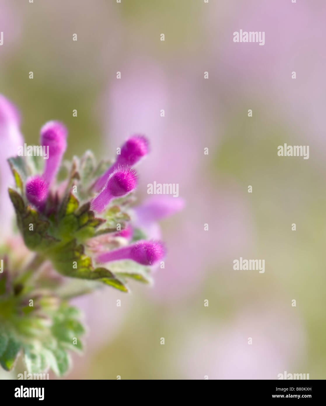 Common henbit, Lamium amplexicaulis, a wildflower commonly called an ...