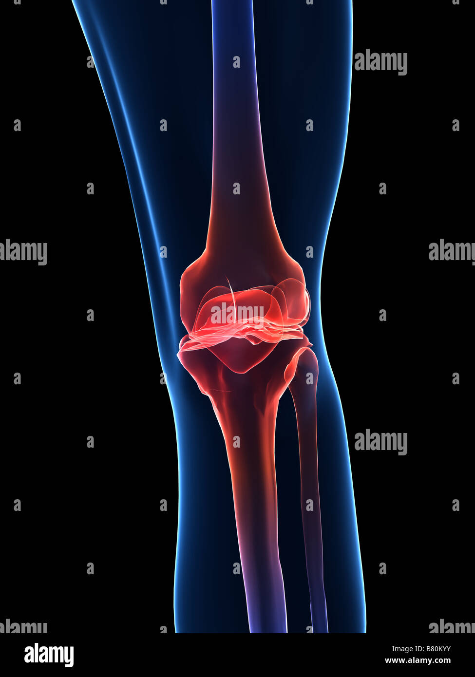 Human knee pain hi-res stock photography and images - Alamy