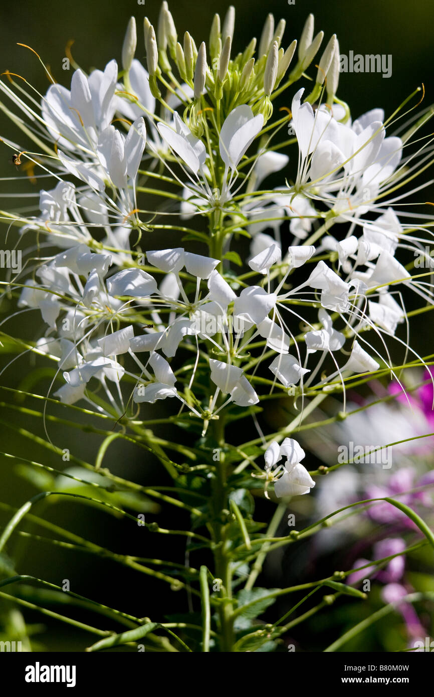 Optimum flowers hi-res stock photography and images - Alamy