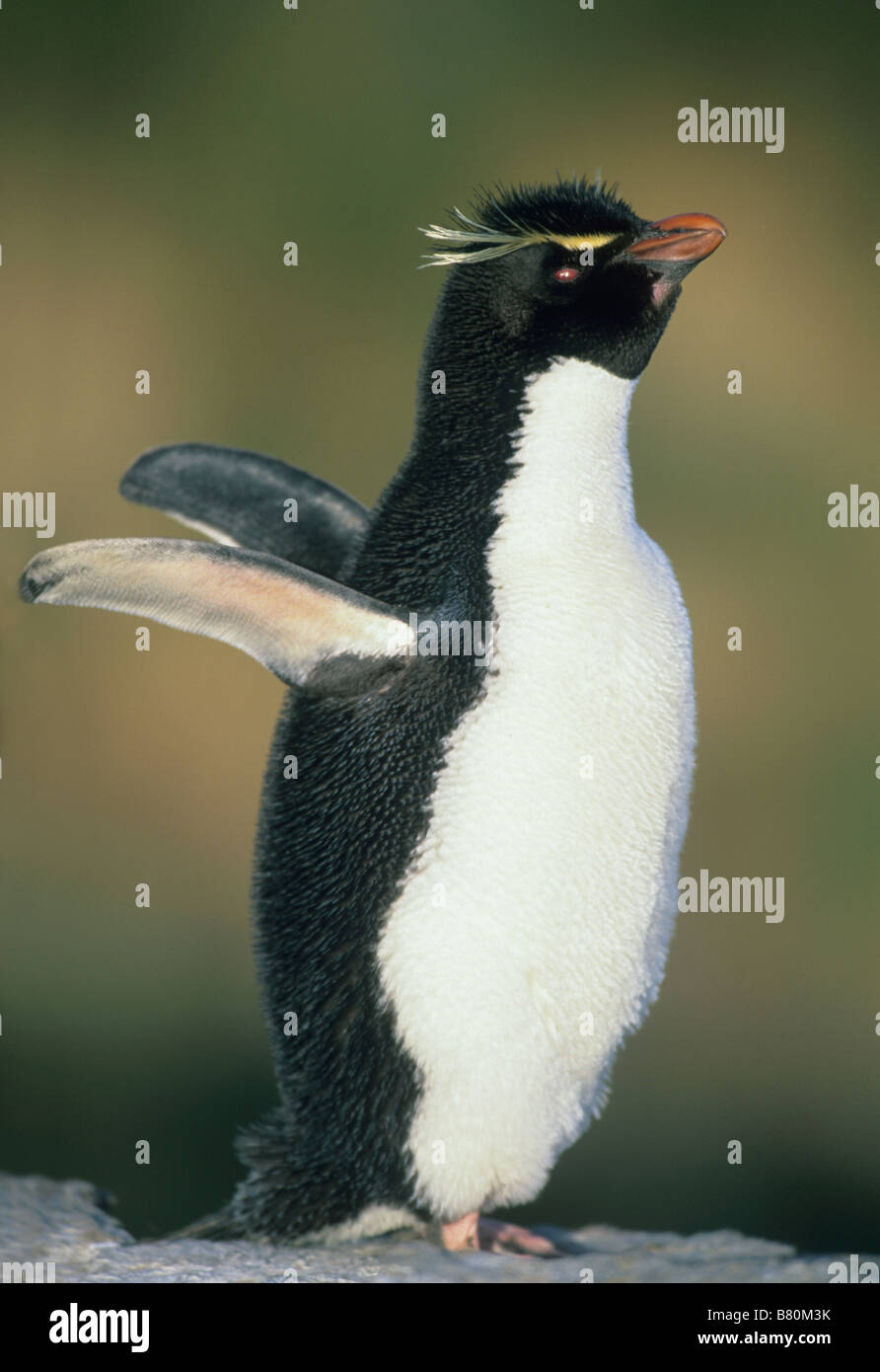 Penguin stretching hi-res stock photography and images - Alamy