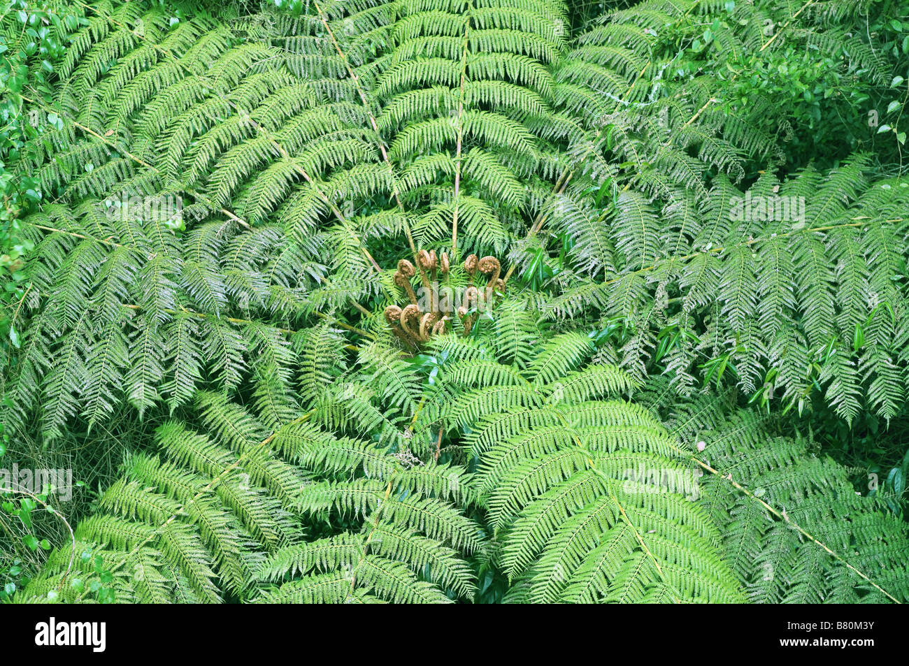 a beautiful big tree fern in dorrigo world heritage rain forest Stock ...