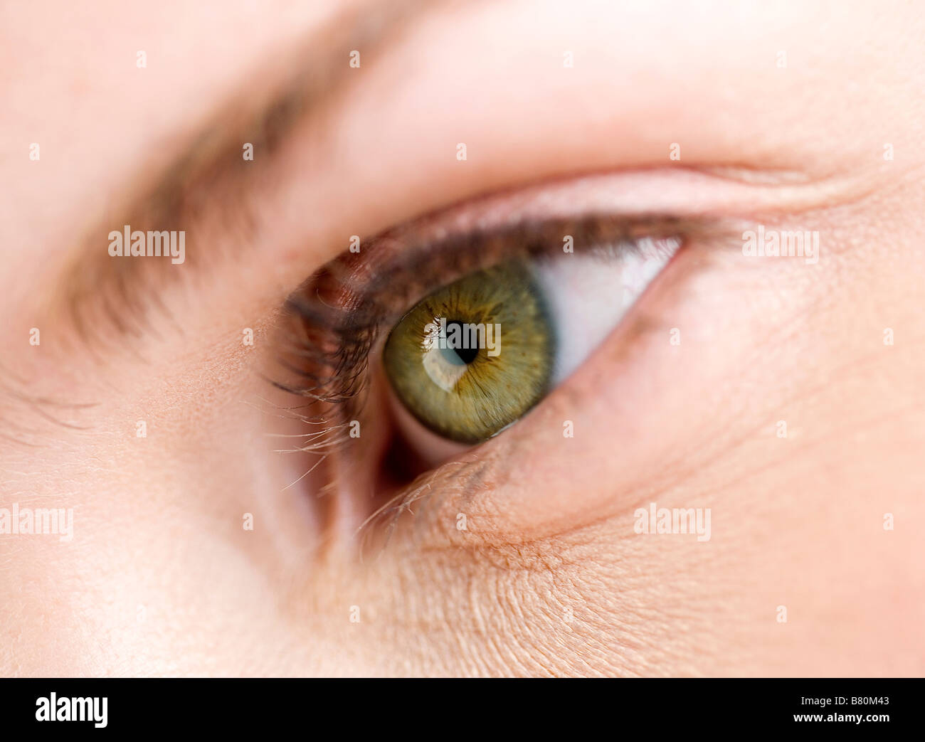 Close up to a young woman s left eye and eyebrow Stock Photo - Alamy