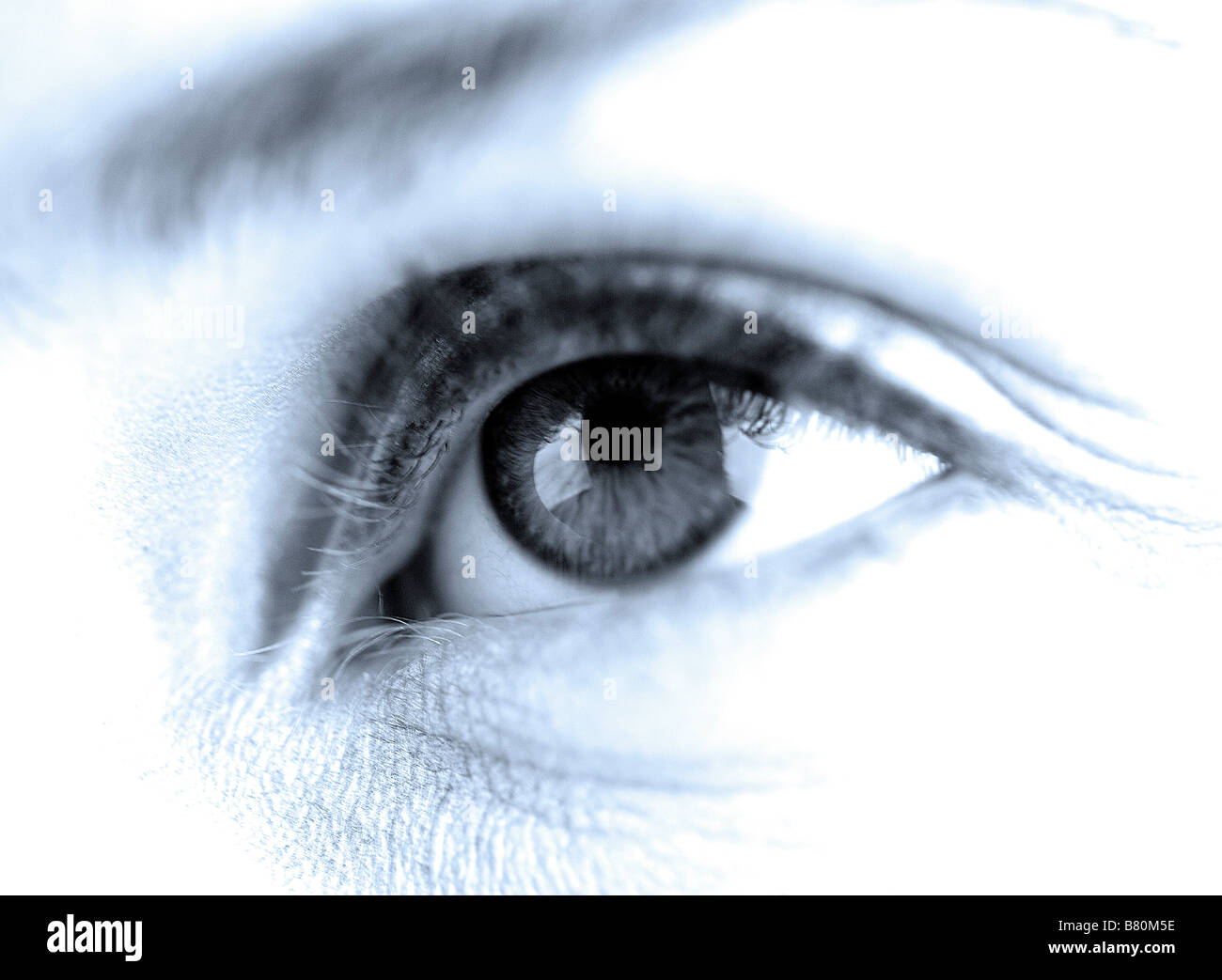 Close up to a left eye and eyebrow Stock Photo - Alamy