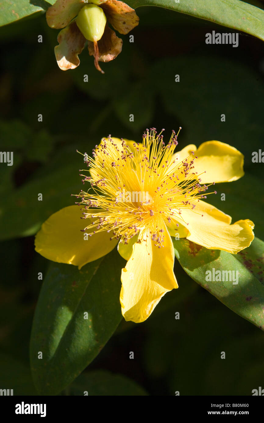 Yellow st johns wart hi-res stock photography and images - Alamy