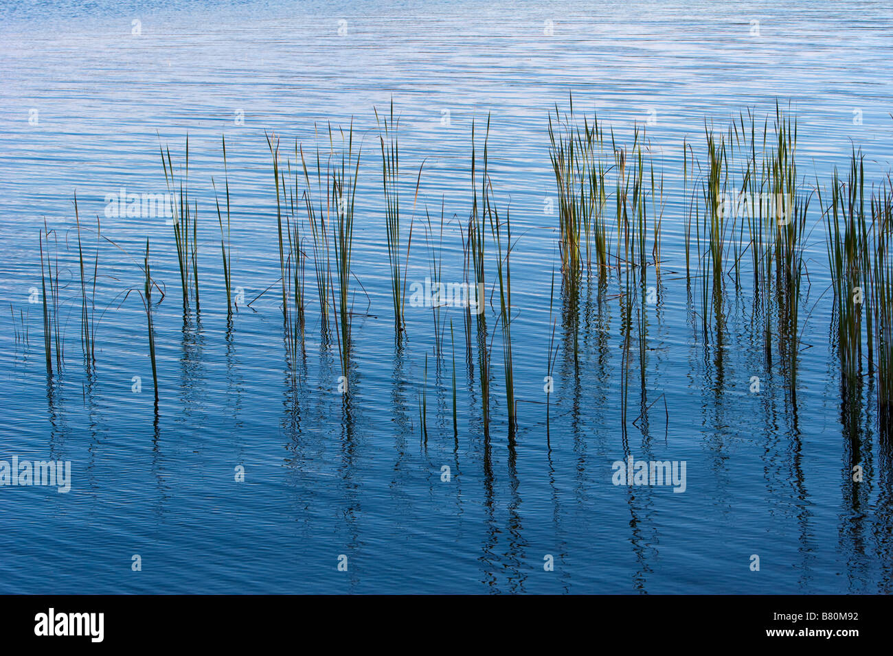 Reeds in water hi-res stock photography and images - Alamy