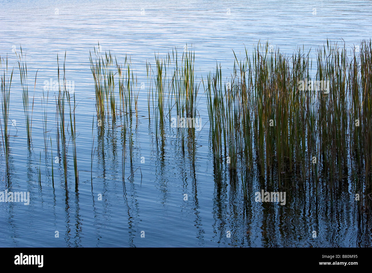 Reeds in water hi-res stock photography and images - Alamy