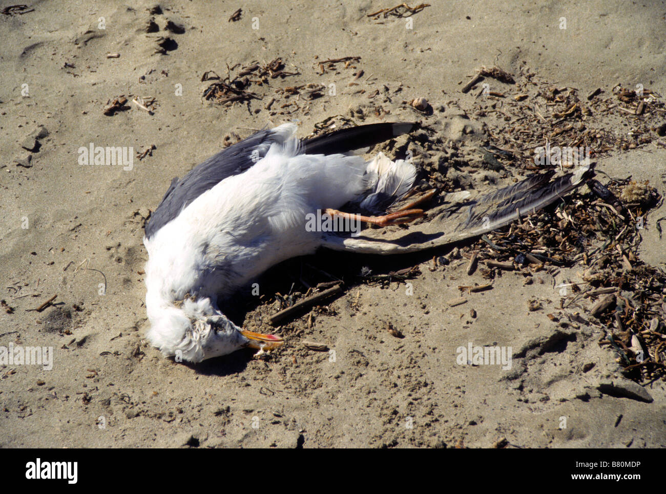 Dead animal among sand hi-res stock photography and images - Alamy