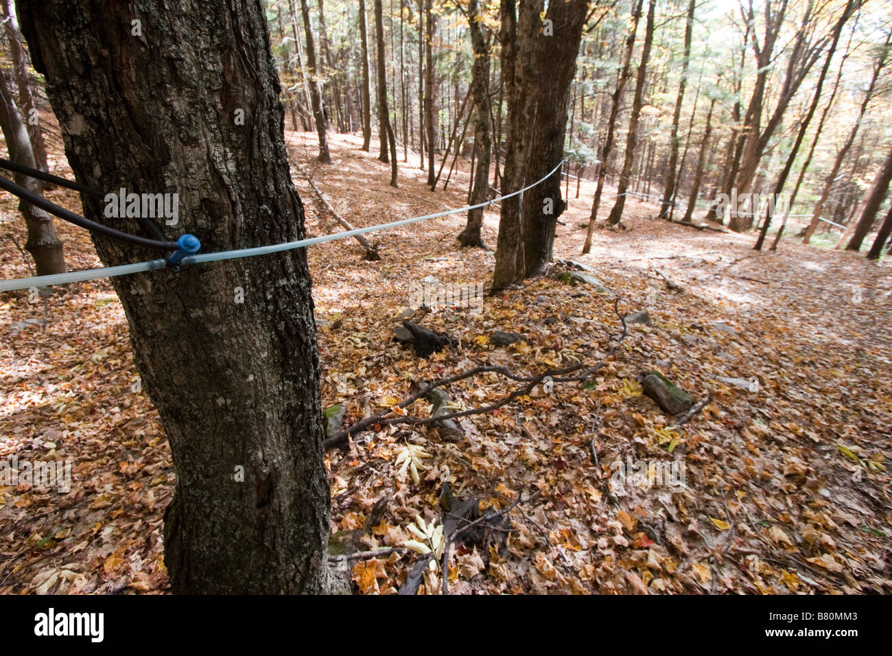 A long tube to collect sap from Maple trees at Sugarbush Farms in ...