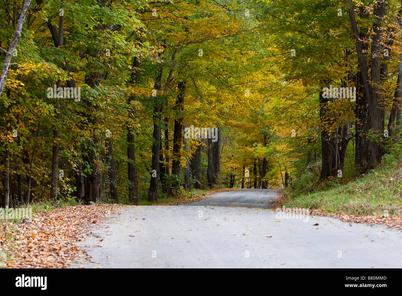 Road into a forest hi-res stock photography and images - Alamy