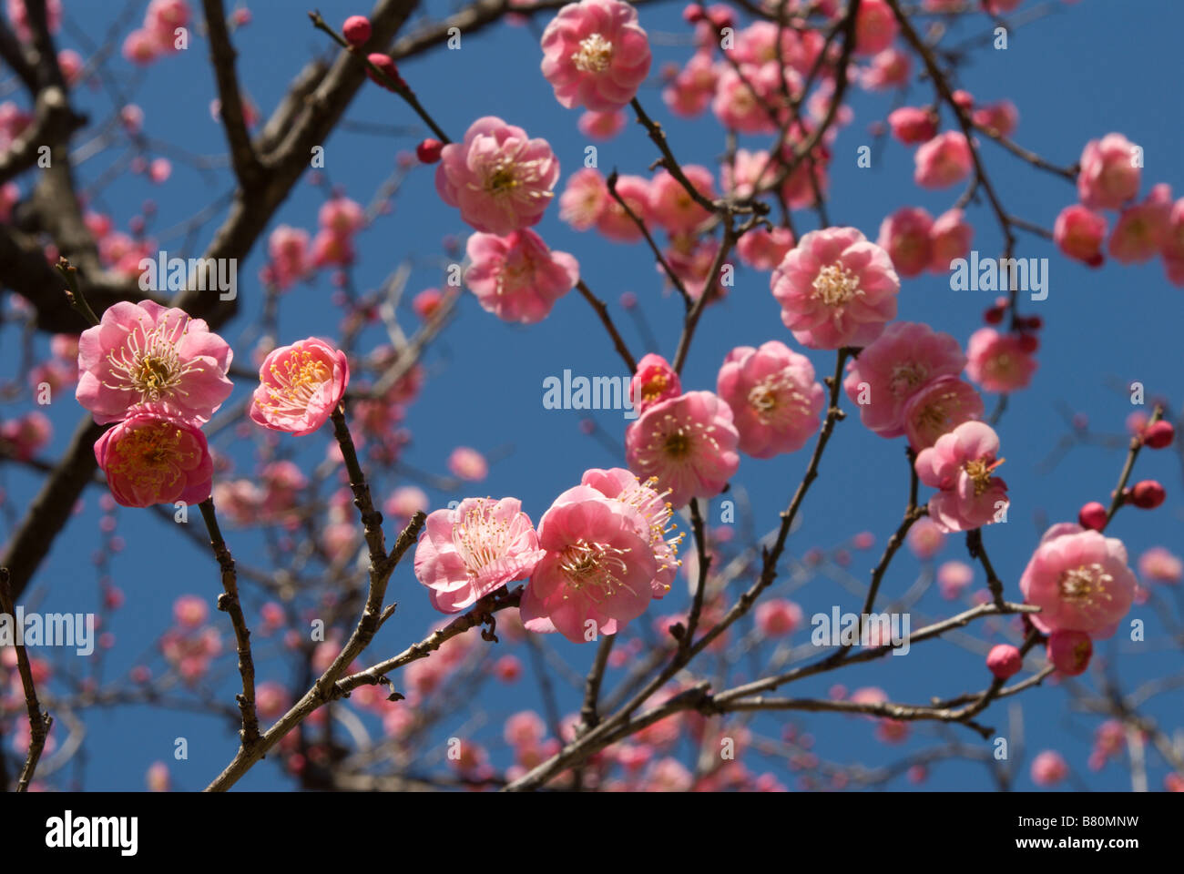 Pink ume blossoms against a bright blue sky at Shinjuku Gyoen Stock ...